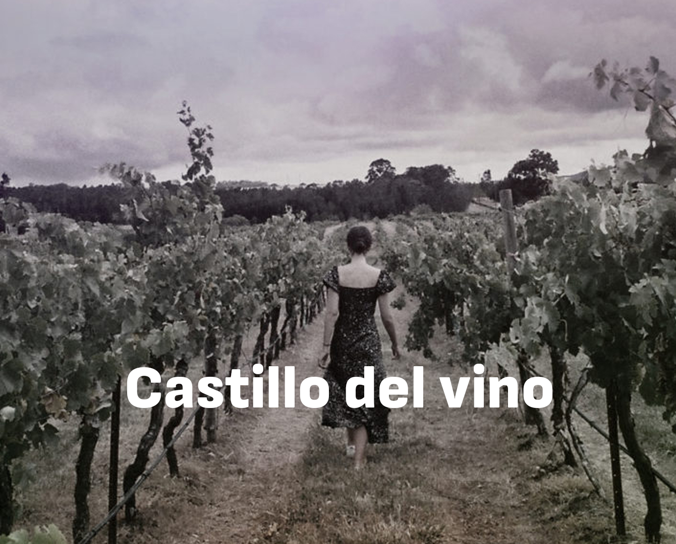 Wine Cellar Castillo del vino Spain - Wine & Food Society